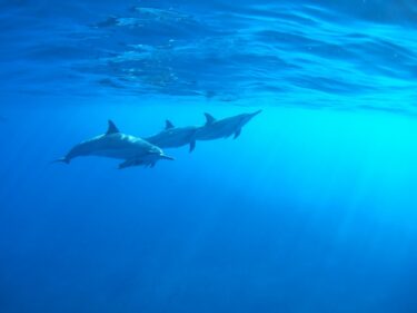 ハワイに行ったら人生変わった